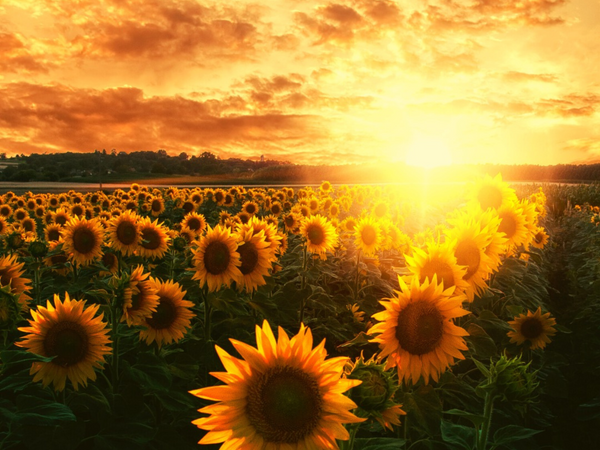 Celebrating the Summer Solstice and the Light Within - Angelic Roots