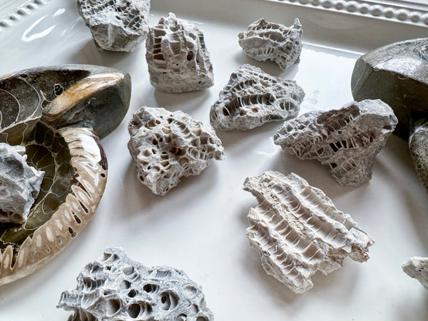 Crystals - Angelic Roots