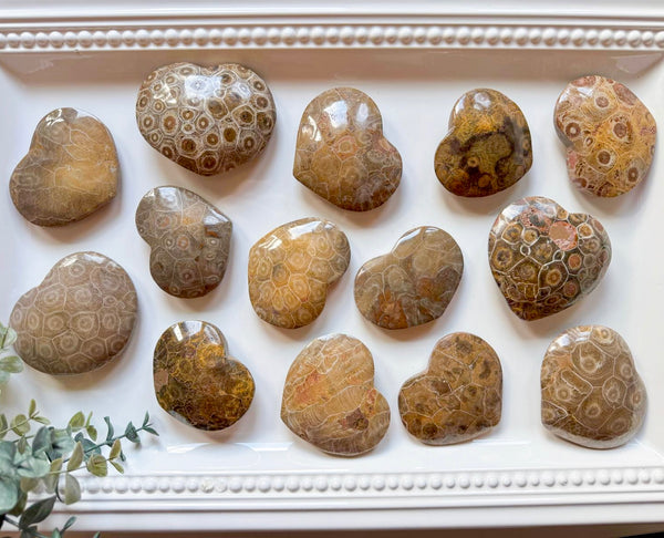 Fossilized Coral Heart || Morocco - Angelic Roots