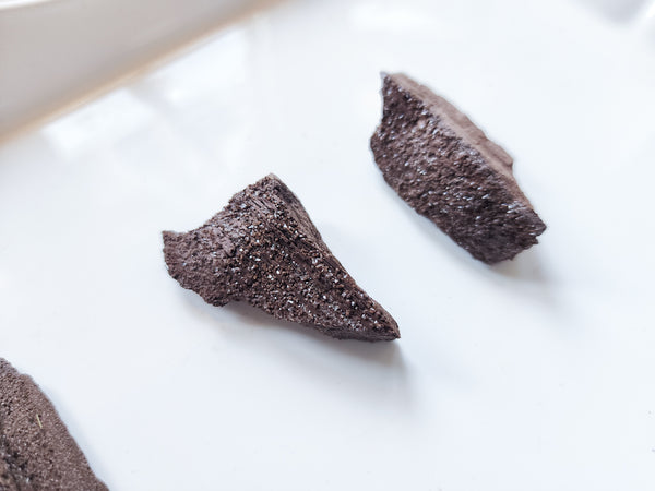 Druzy Permineralized Conifer Wood with Mummified Wood - Angelic Roots