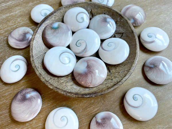Operculum Shell UFO Palm Stone - Angelic Roots
