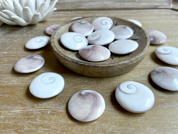 Operculum Shell UFO Palm Stone - Angelic Roots