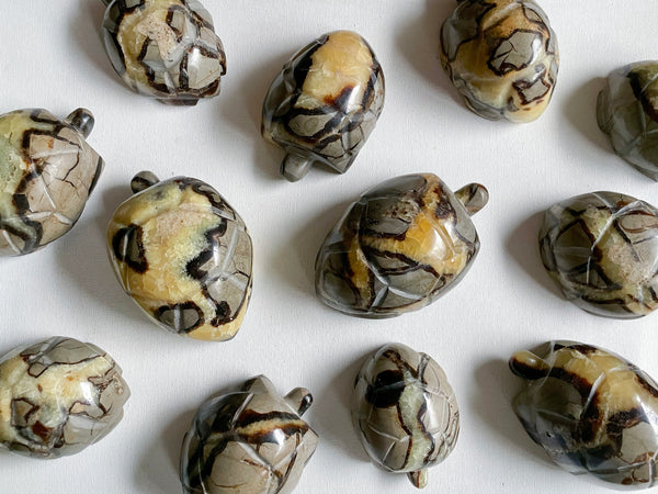 Septarian Turtle - Angelic Roots