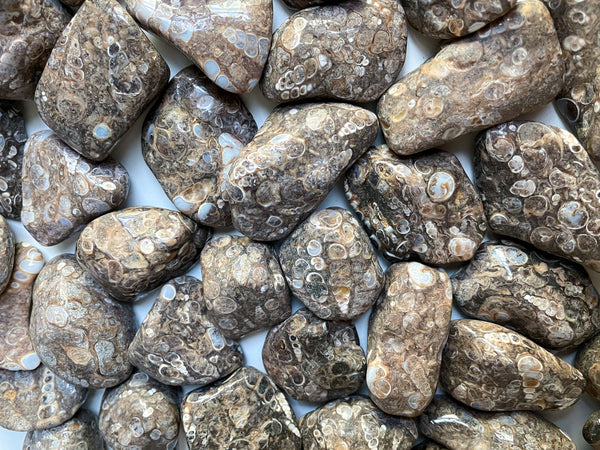 Fossil Jasper Tumbled Stone - Angelic Roots