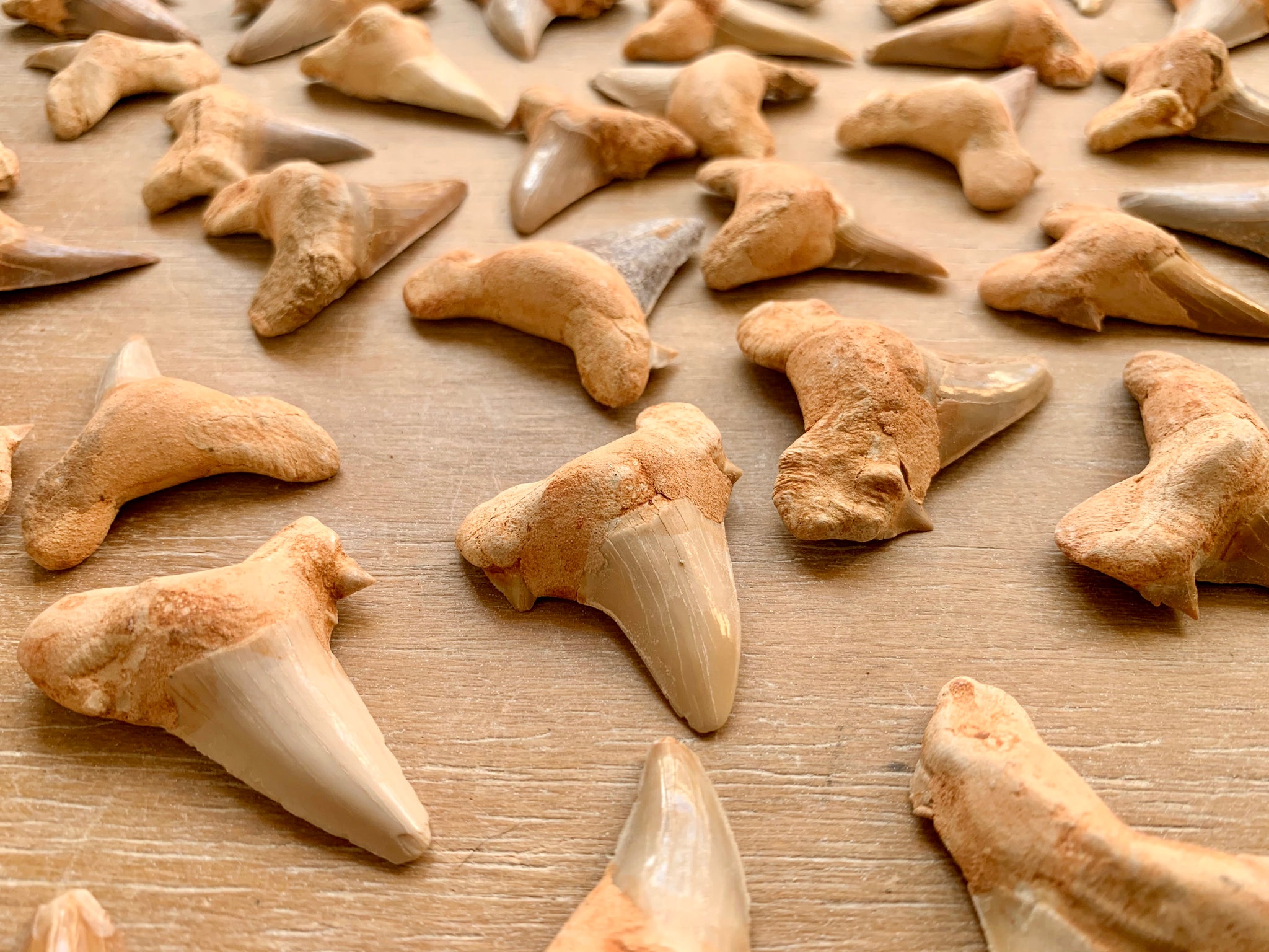 Fossilized Shark Tooth - Angelic Roots